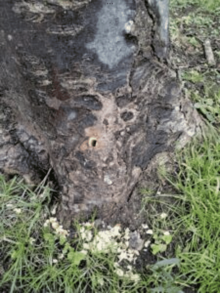 Trees being poisoned across Dorset - Dorset Eye